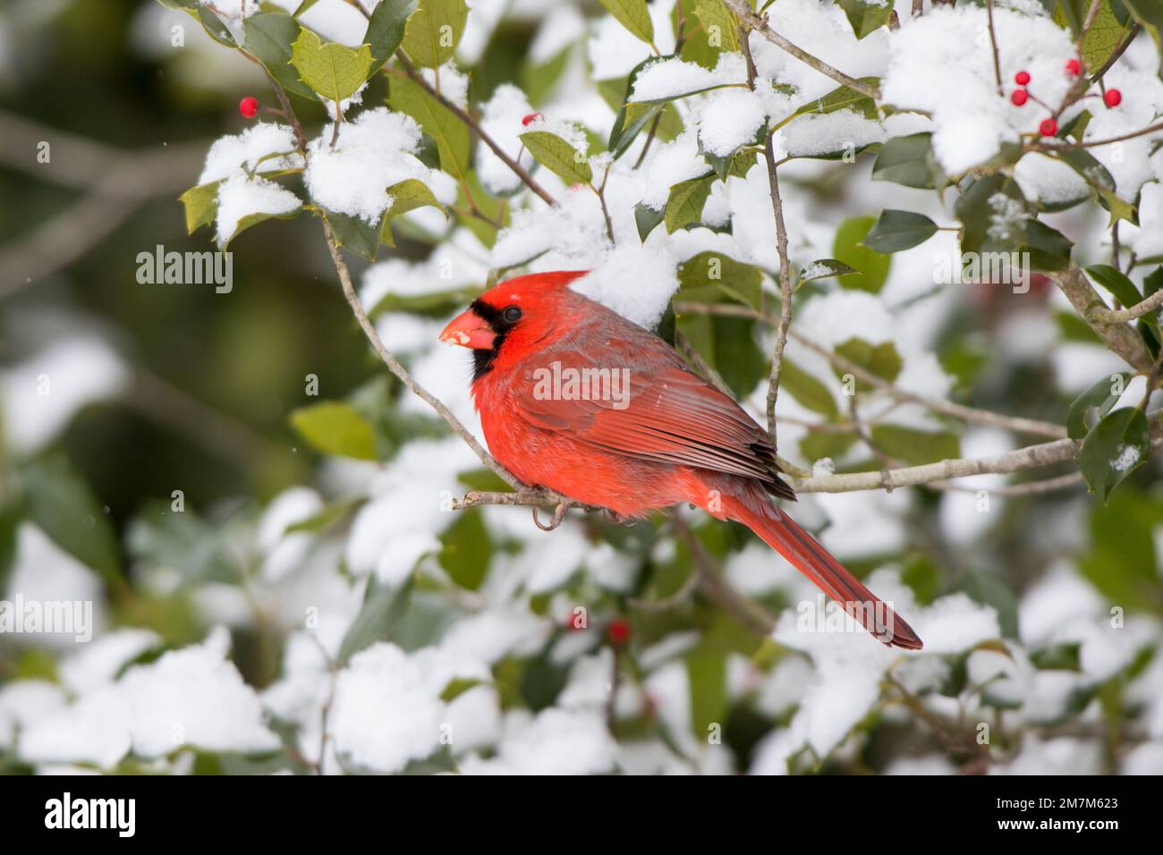 01530-22809 Northern Cardinal (Cardinalis cardinalis) male in American ...