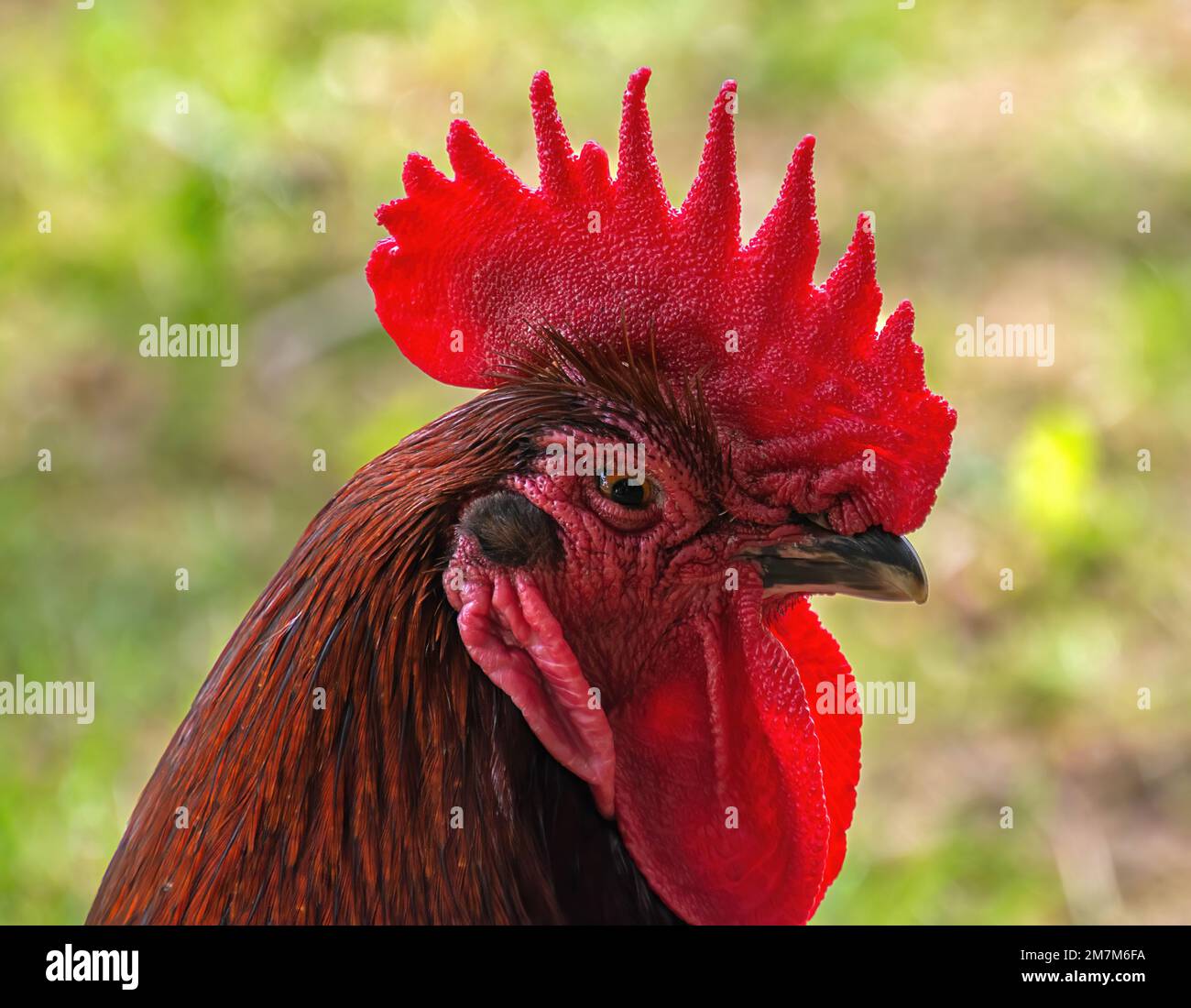 A portrait of a red rooster Stock Photo - Alamy