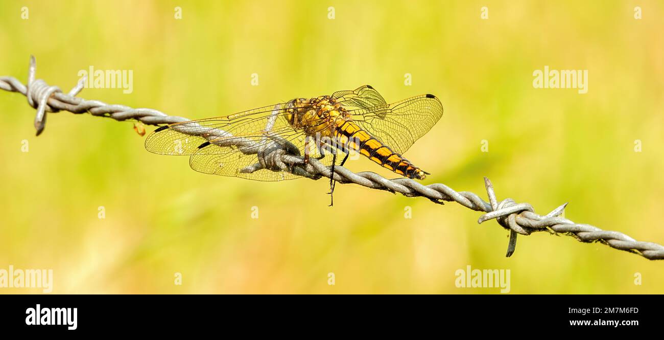 Dragonfly barbed wire hi-res stock photography and images - Alamy