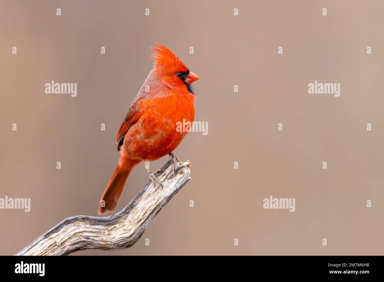 The northern cardinal illinois hi-res stock photography and images - Alamy