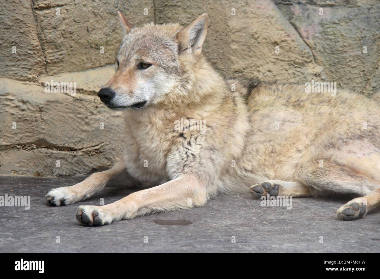 wolf in a zoo in osaka (japan Stock Photo - Alamy