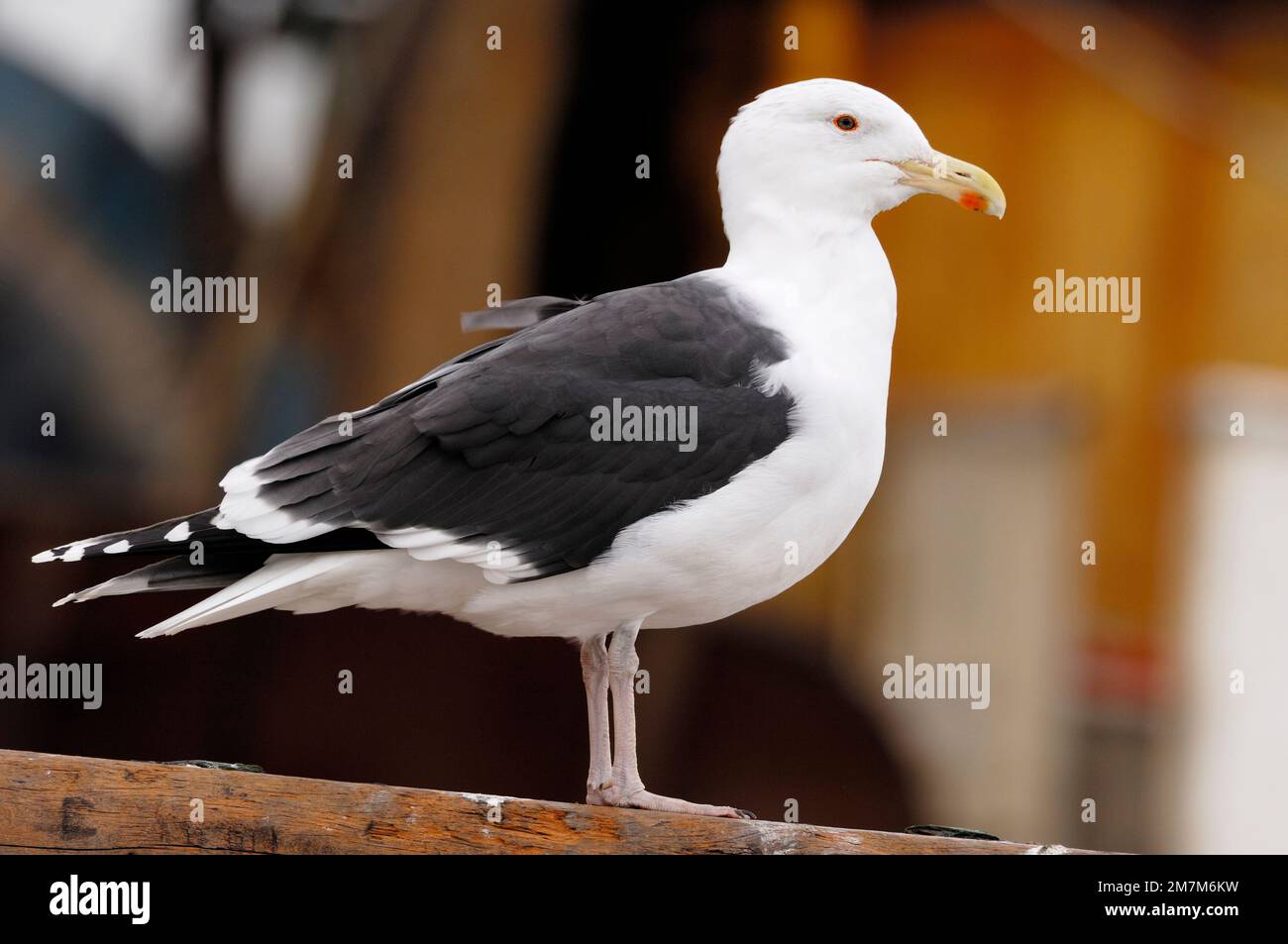 Greater Black-backed Gull (Larus marinus) mature bird on quayside of ...