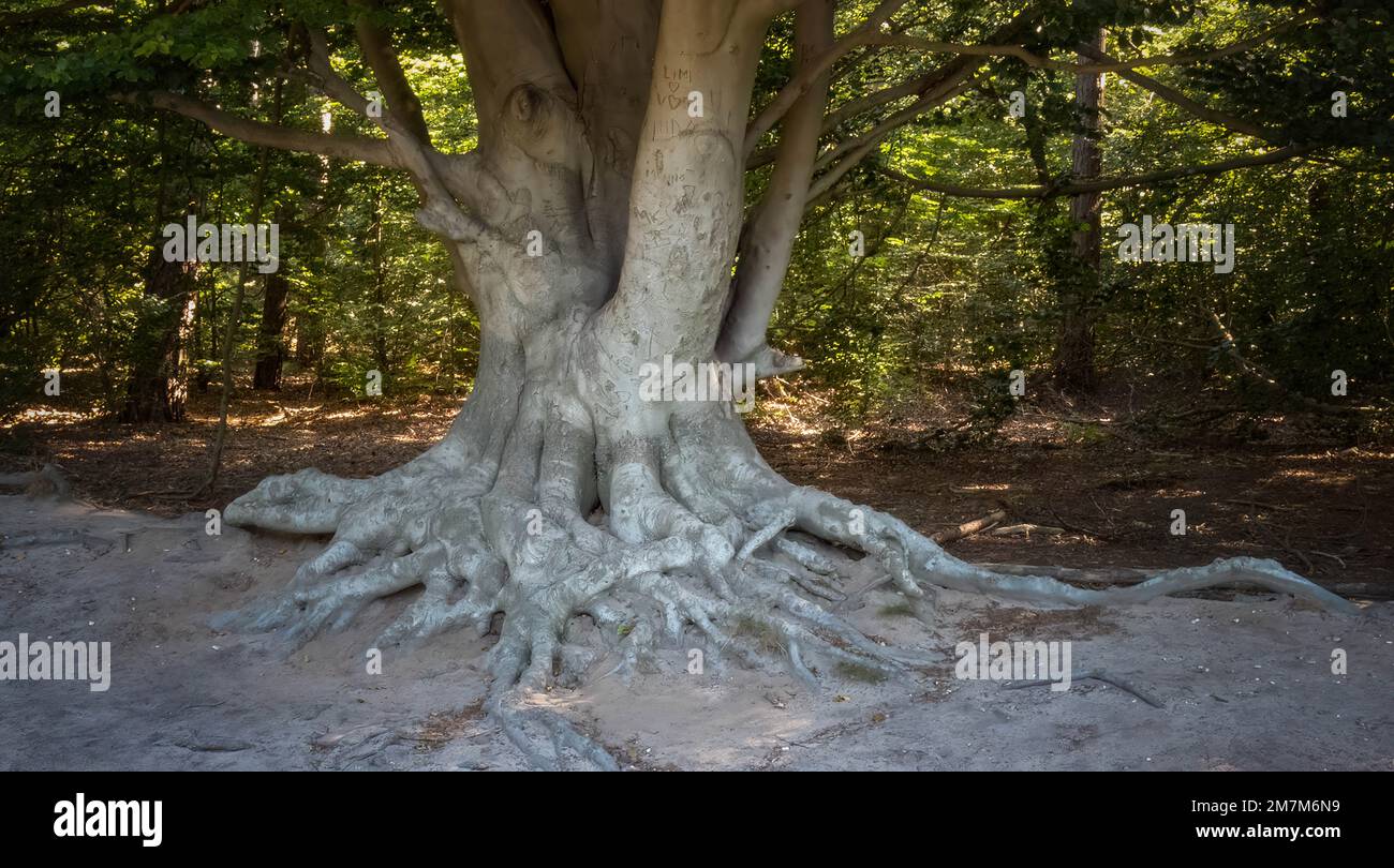 A huge tree with roots crawling out above the ground Stock Photo - Alamy