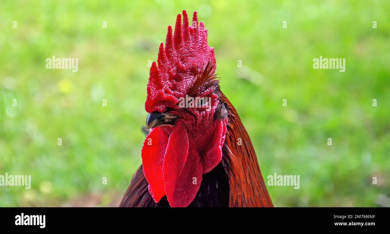 A portrait of a red rooster Stock Photo - Alamy