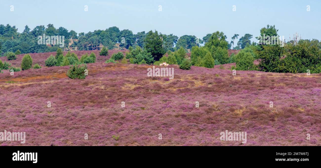A panoramic shot of a landscape of Luneburg Heath nature preserve in ...