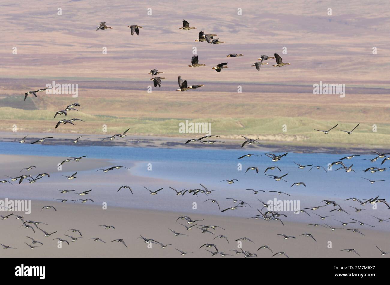 Greenland White-fronted Geese (Anser albifrons flavirostris) flying ...