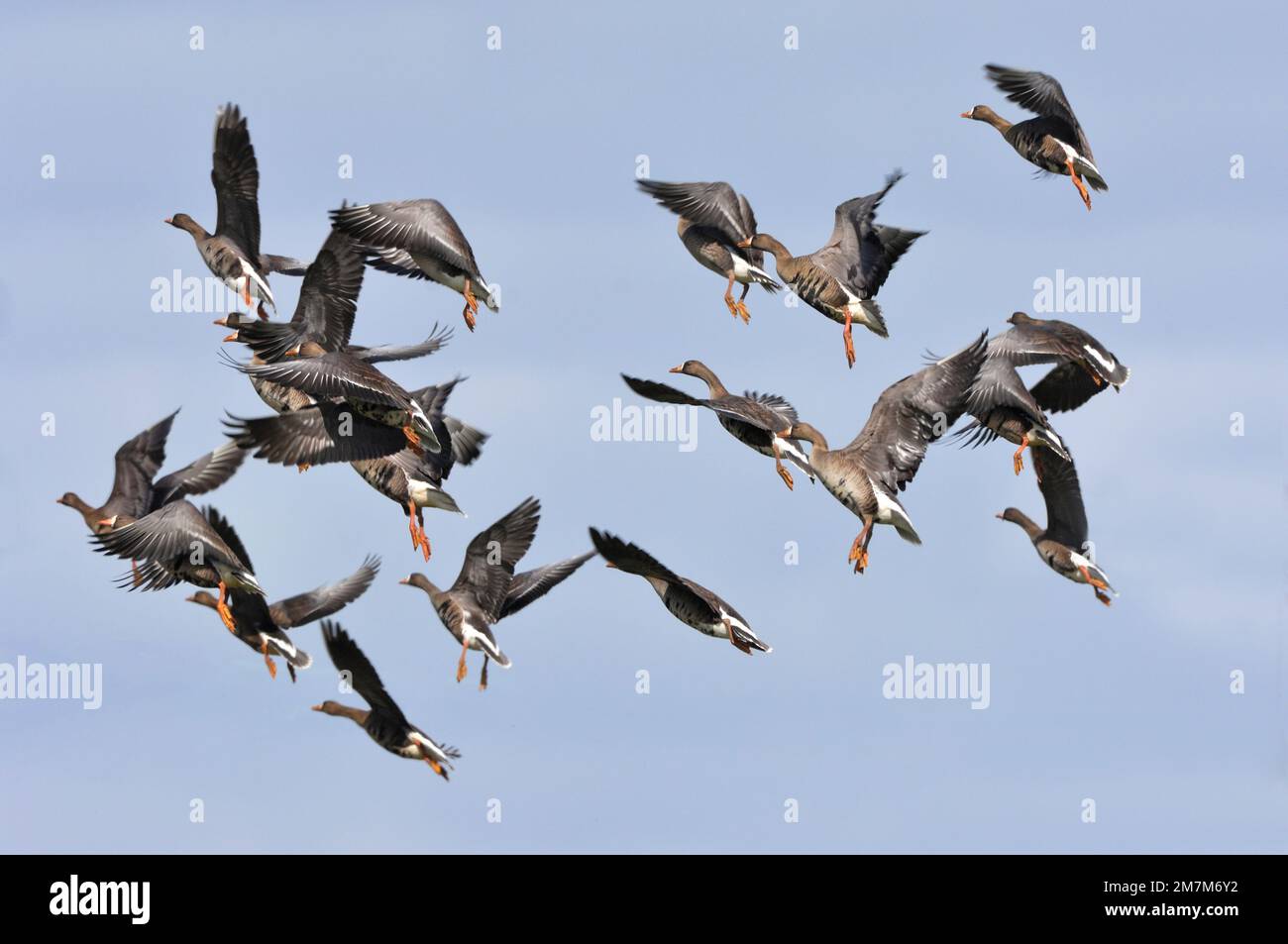 Greenland White-fronted Geese (Anser albifrons flavirostris) taking off ...