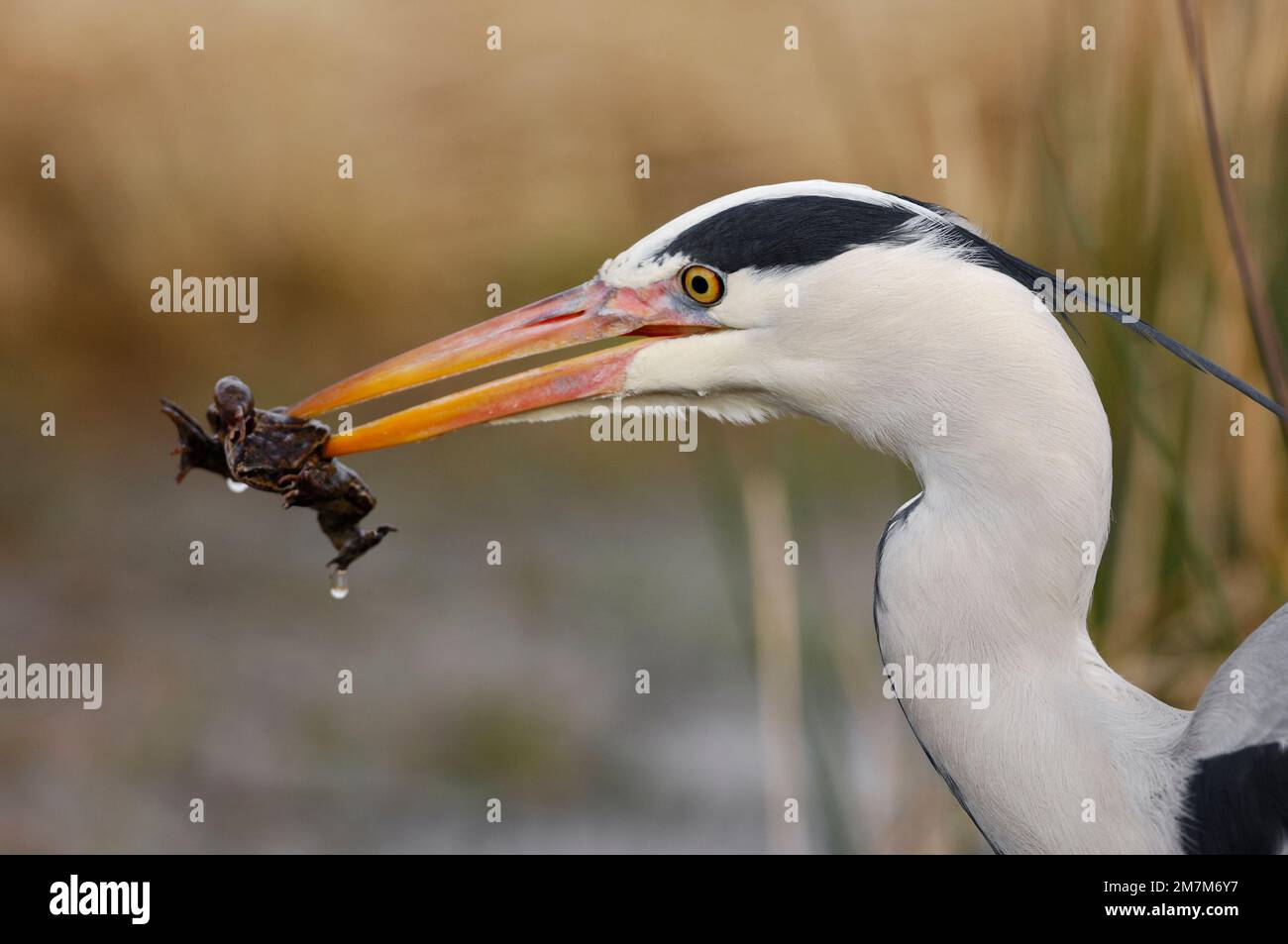 Grey Heron (Ardea cinerea) predating on common frog, predated on farm ...