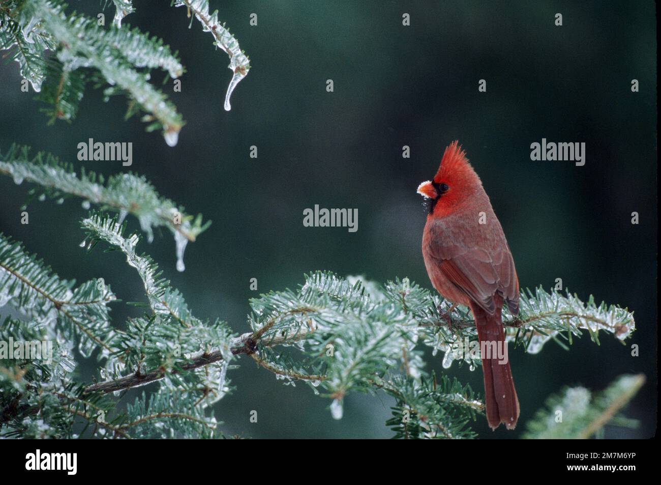 Neotropicals hi-res stock photography and images - Alamy