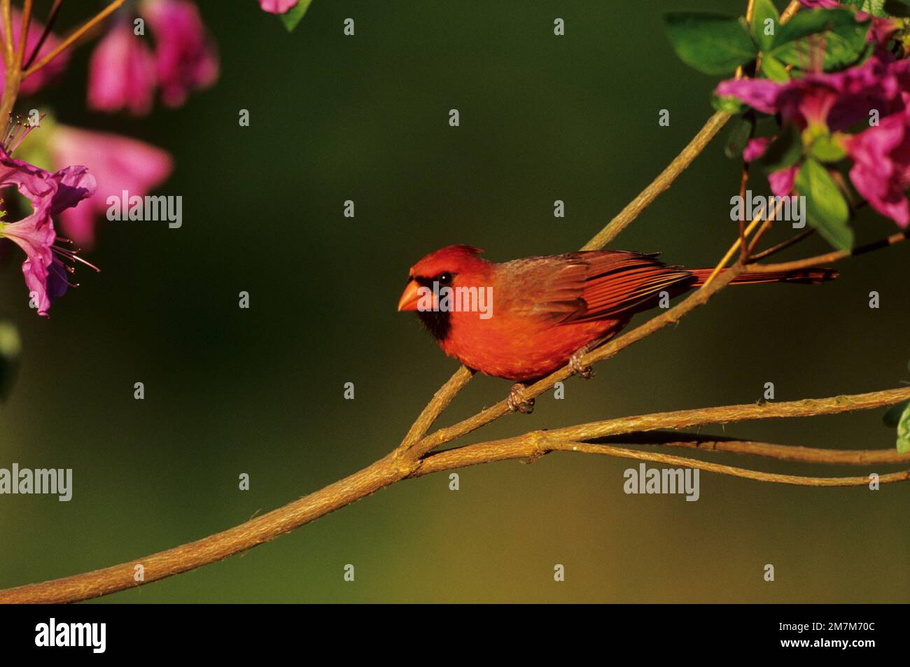 Azalea red wings hi-res stock photography and images - Alamy