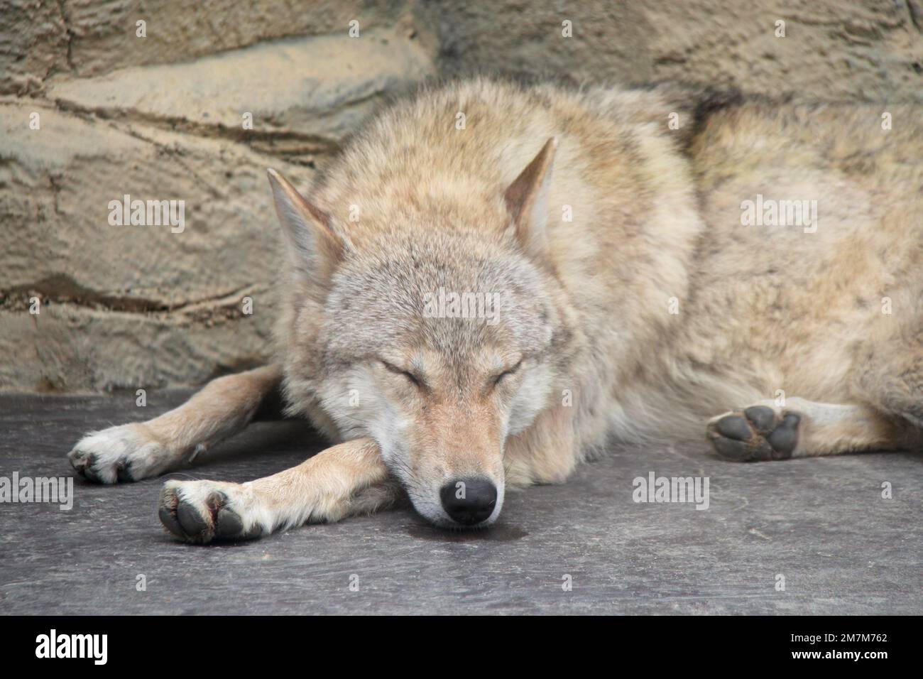 wolf in a zoo in osaka (japan Stock Photo - Alamy