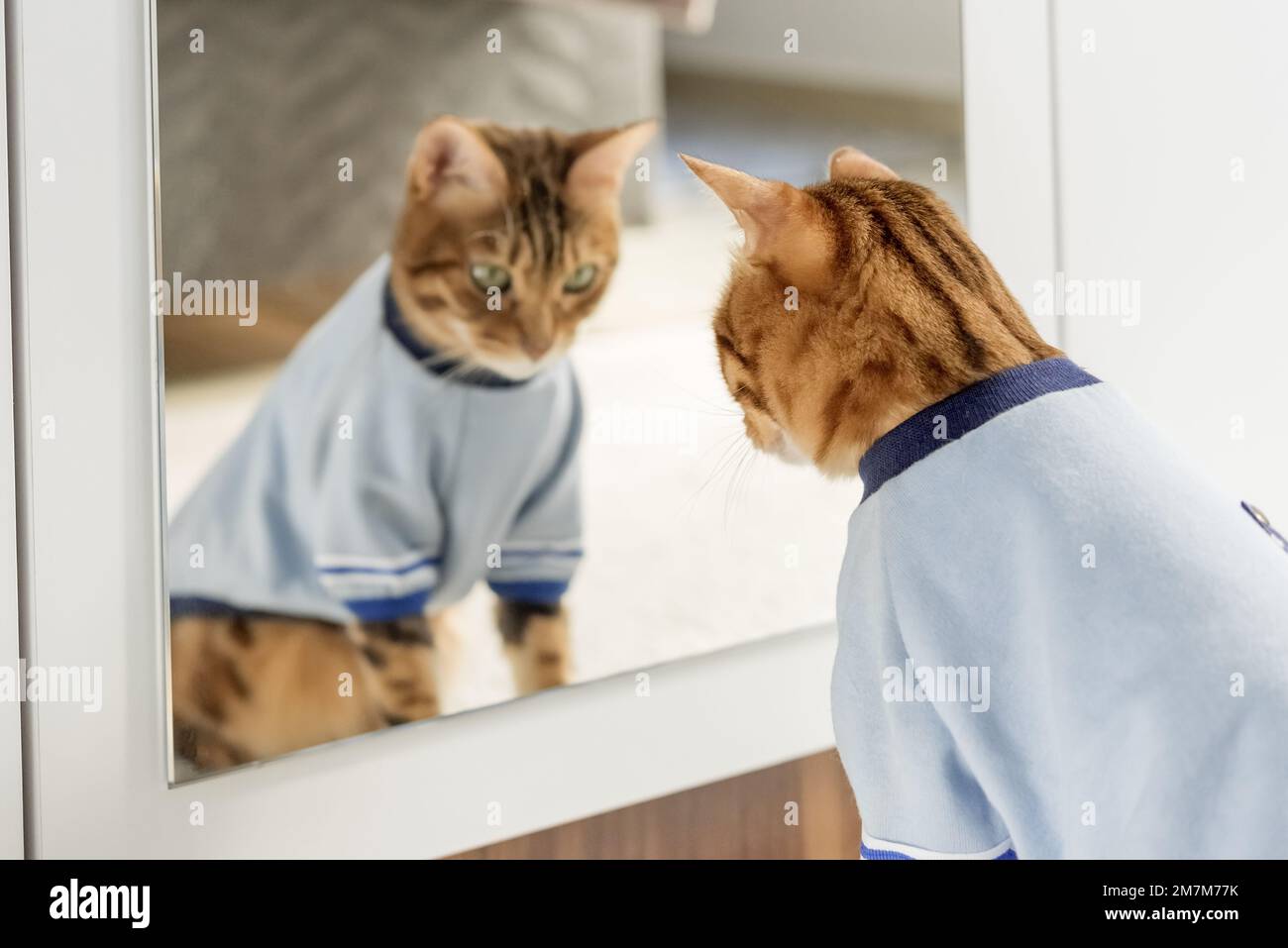 Bengal cat in clothes looks at his reflection in the mirror. Selective ...