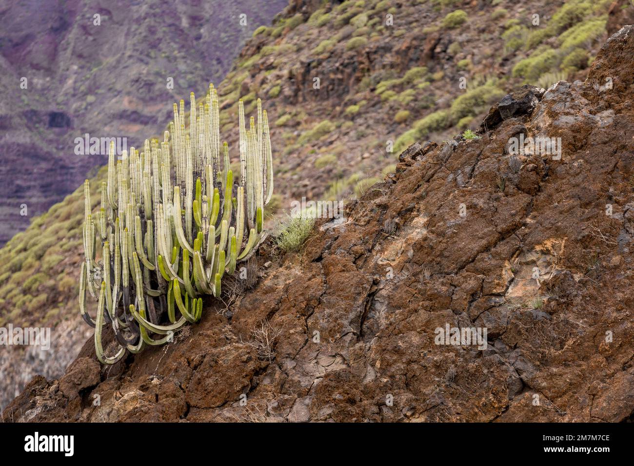 A cactus bush growing out of brown earth on mountain slope, with a ...
