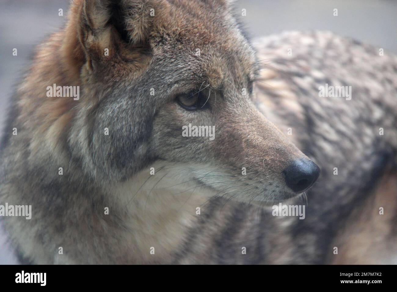 wolf in a zoo in osaka (japan Stock Photo - Alamy