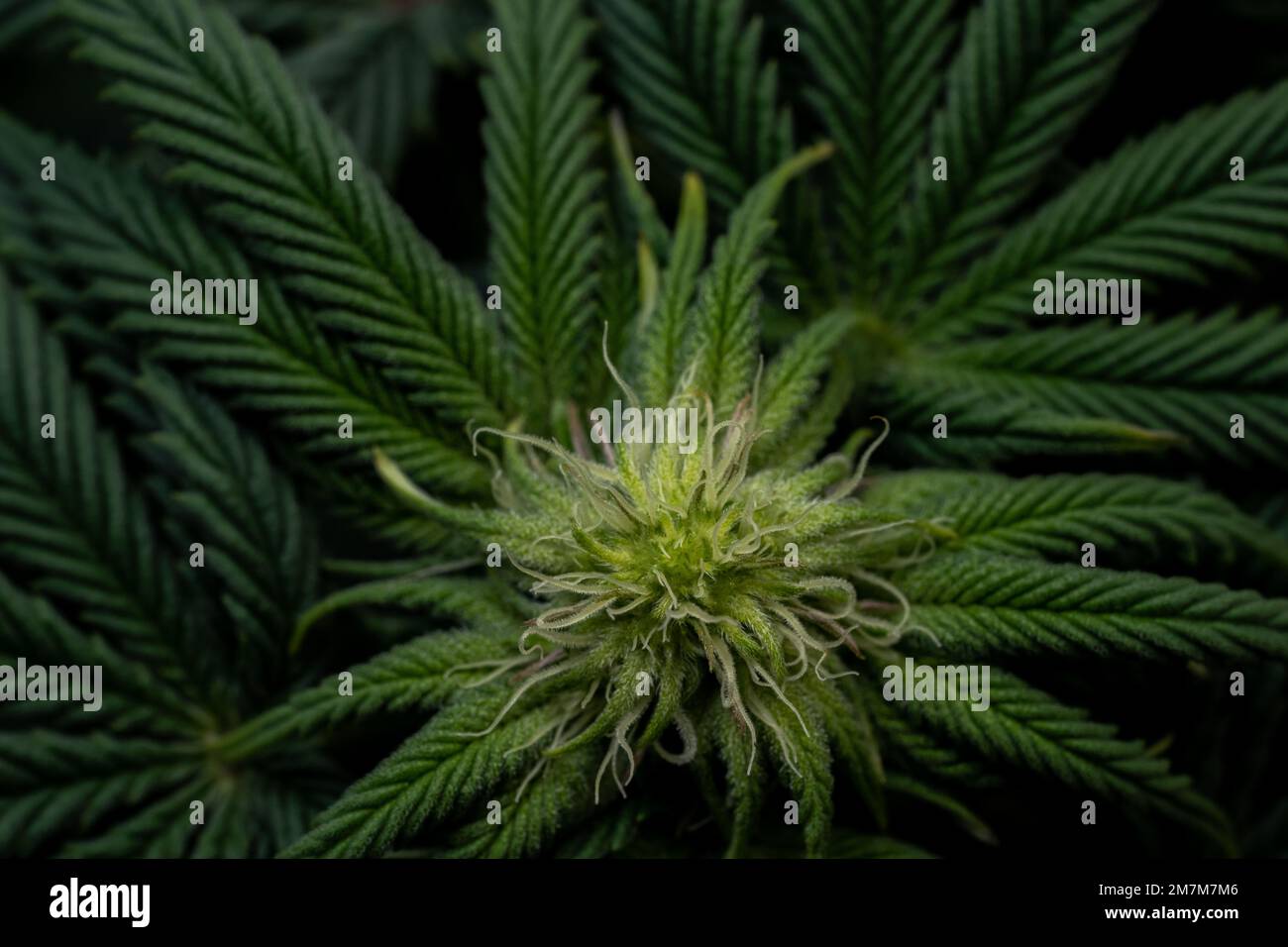 Hemp Cannabis flowering in week 2 Stock Photo - Alamy