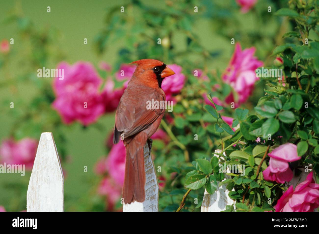 01530-16714 Northern Cardinal (Cardinalis cardinalis) male on picket ...