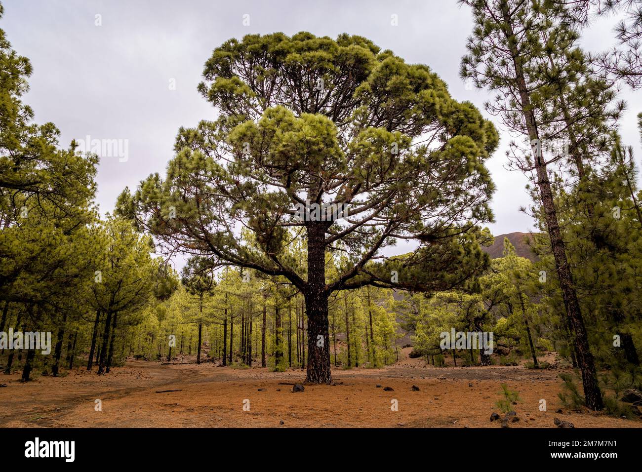 The tree is standing tall and green, separated from the other trees ...