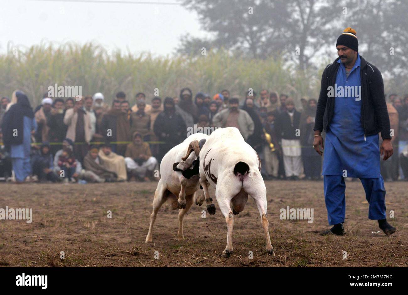 View of annual goats fighting competition while large numbers of people ...