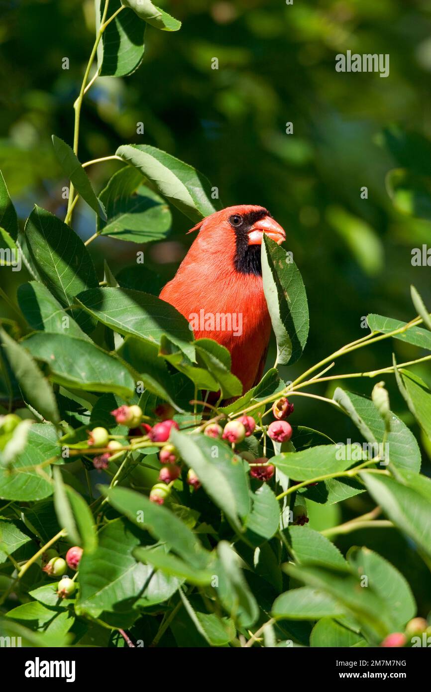 01530-168.07 Northern Cardinal (Cardinalis cardinalis) male eating ...