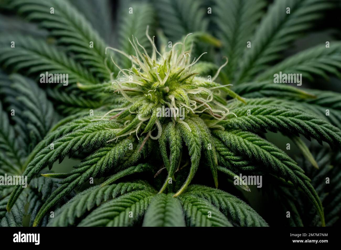 Hemp Cannabis flowering in week 2 Stock Photo - Alamy