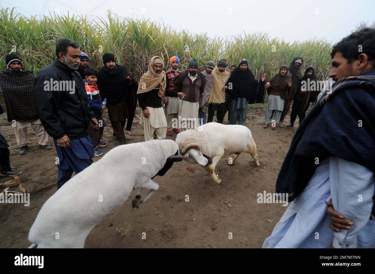 View of annual goats fighting competition while large numbers of people ...