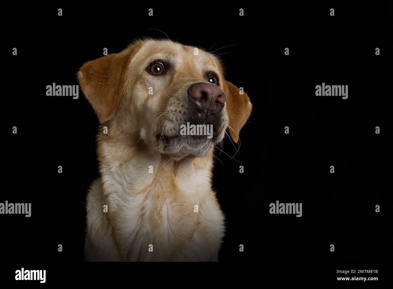 Labrador retriever dog on black background looking to camera Stock ...