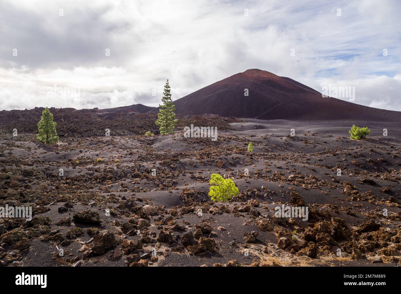 Chinyero Volcano in the background, with black volcanic sand and ...