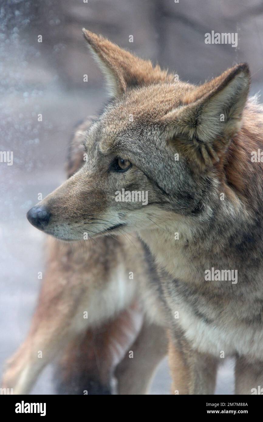 wolf in a zoo in osaka (japan Stock Photo - Alamy