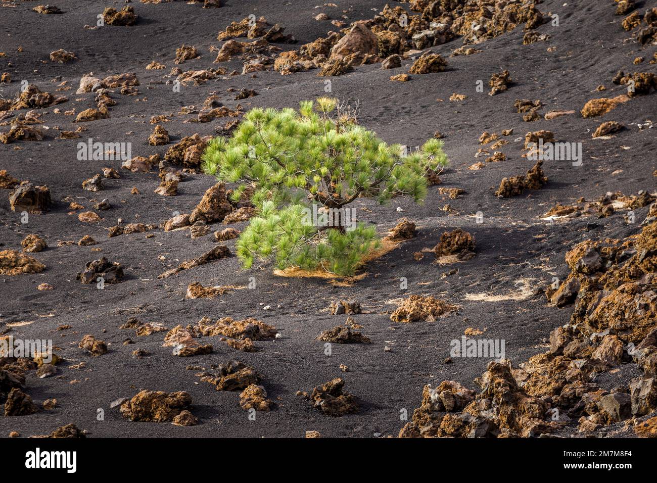 A stray green tree growing out of the volcanic soil, surrounded by ...