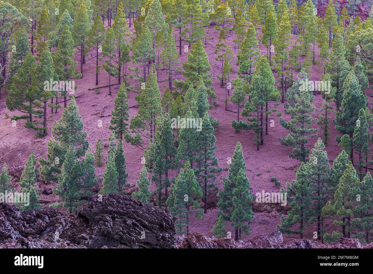 Pine trees on the slopes of the hill with the spine-covered ground ...