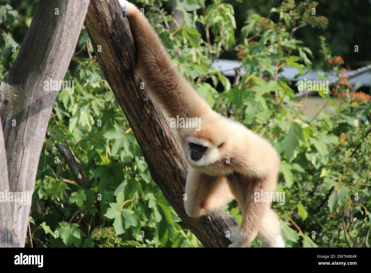 Faune gibbon hi-res stock photography and images - Alamy
