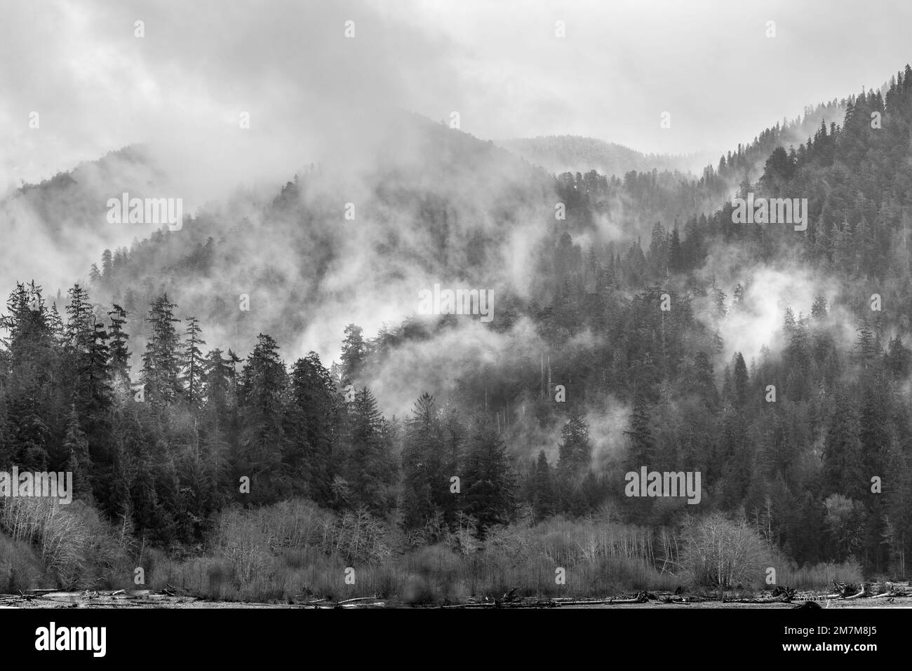 An aerial grayscale of trees in a dense forest covered in mist in the ...