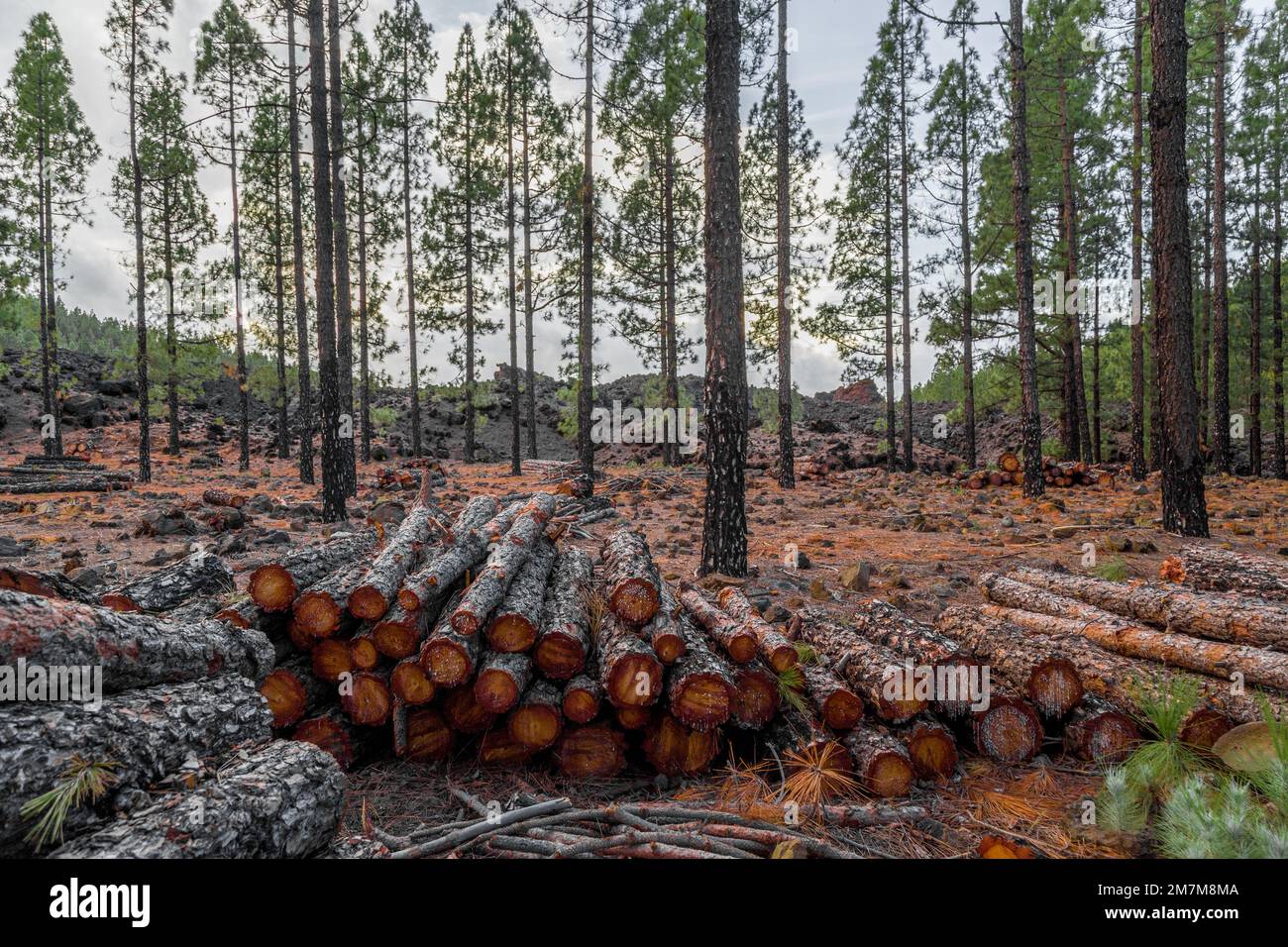 Logs piled up in the forest, with dry orange spines covering the ground ...
