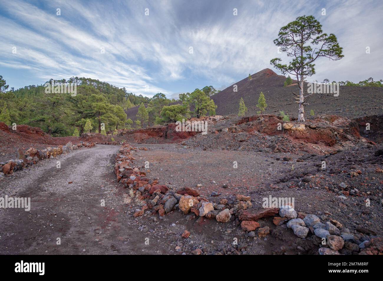 Brown volcanic landscape featuring the tree, clearly marked trail, a ...