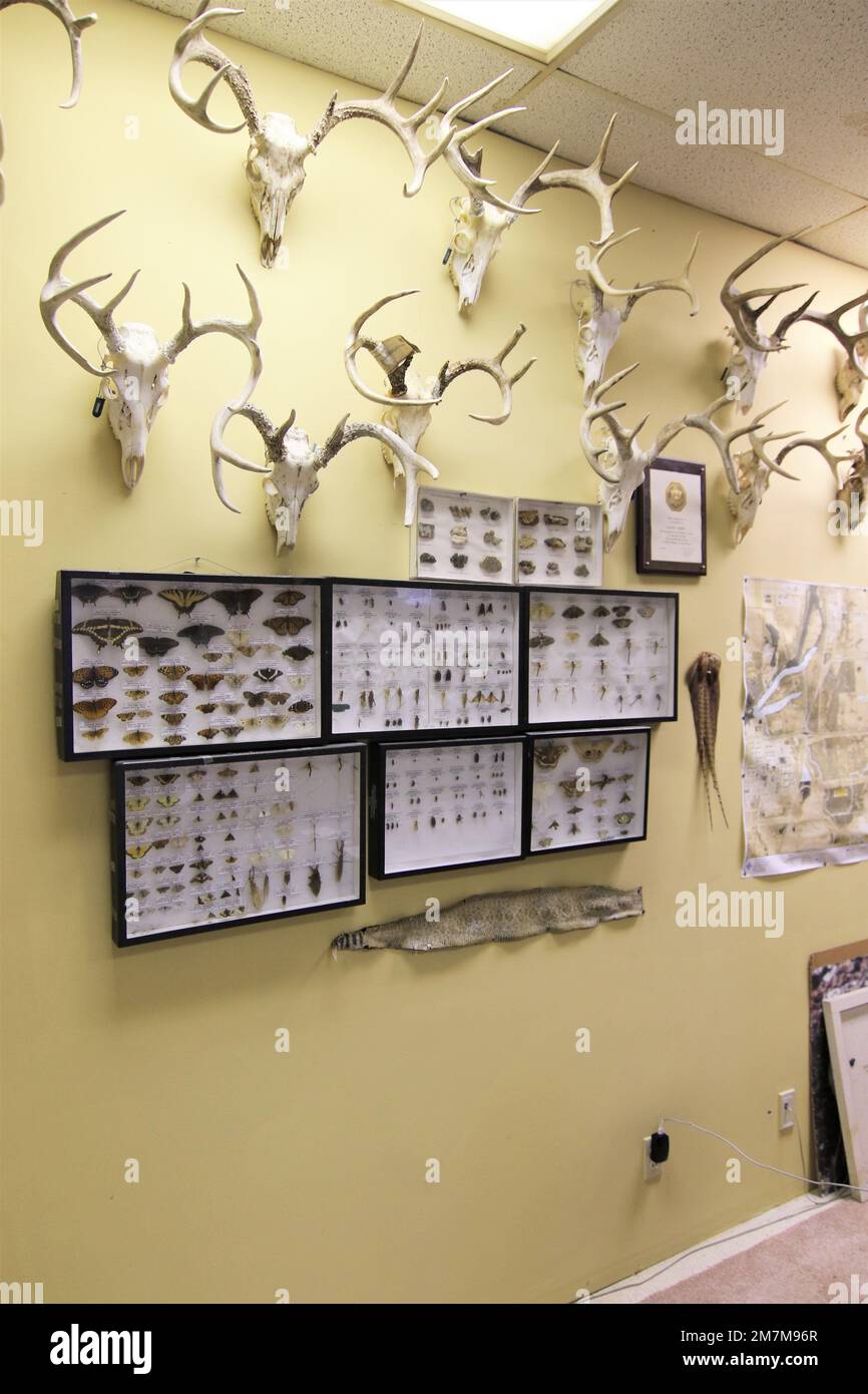 Whitetail deer buck antlers of all sizes and collections of bugs and ...