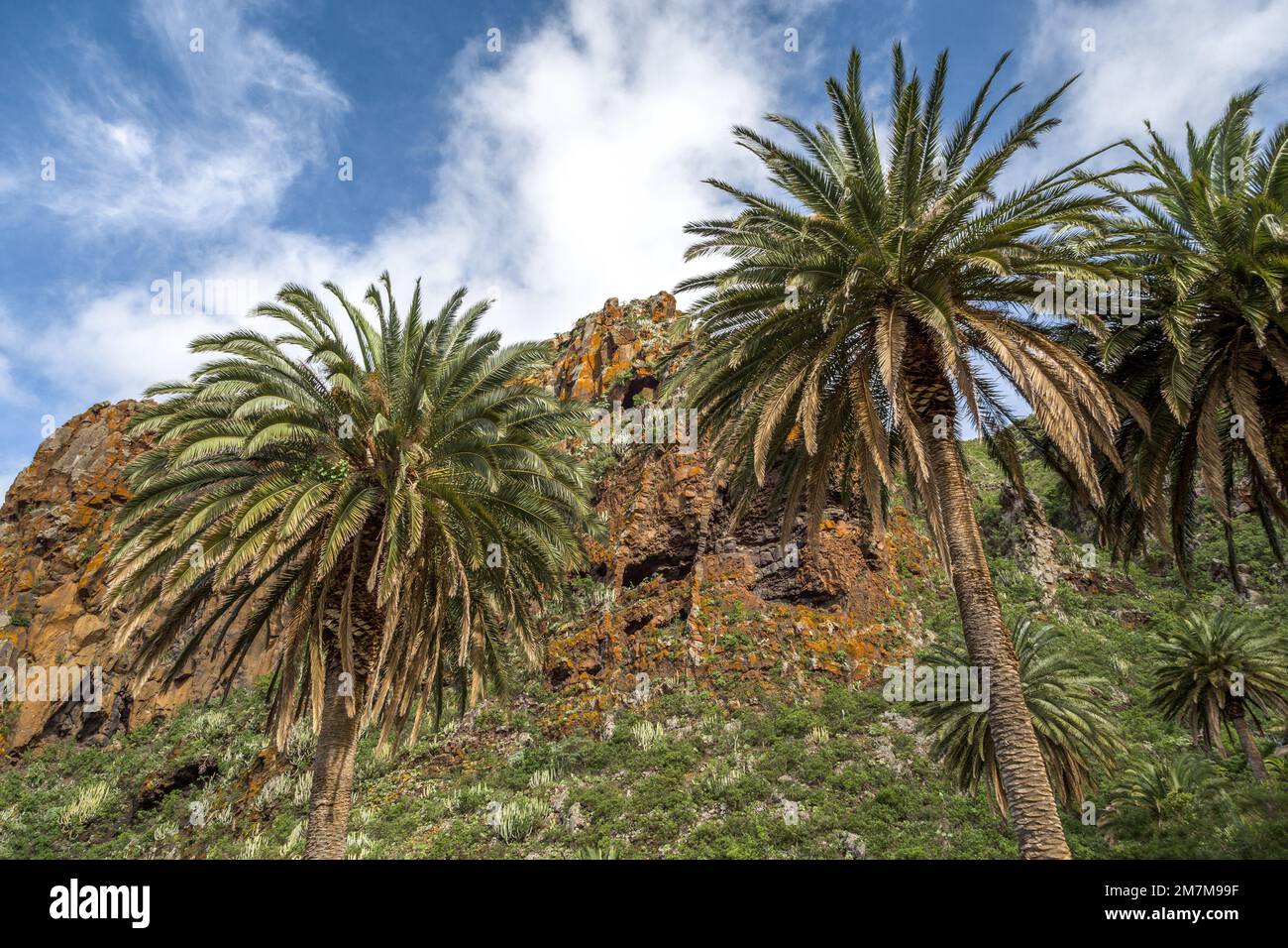 A few tall green palm trees in front of a steep orange cliff, beneath a ...