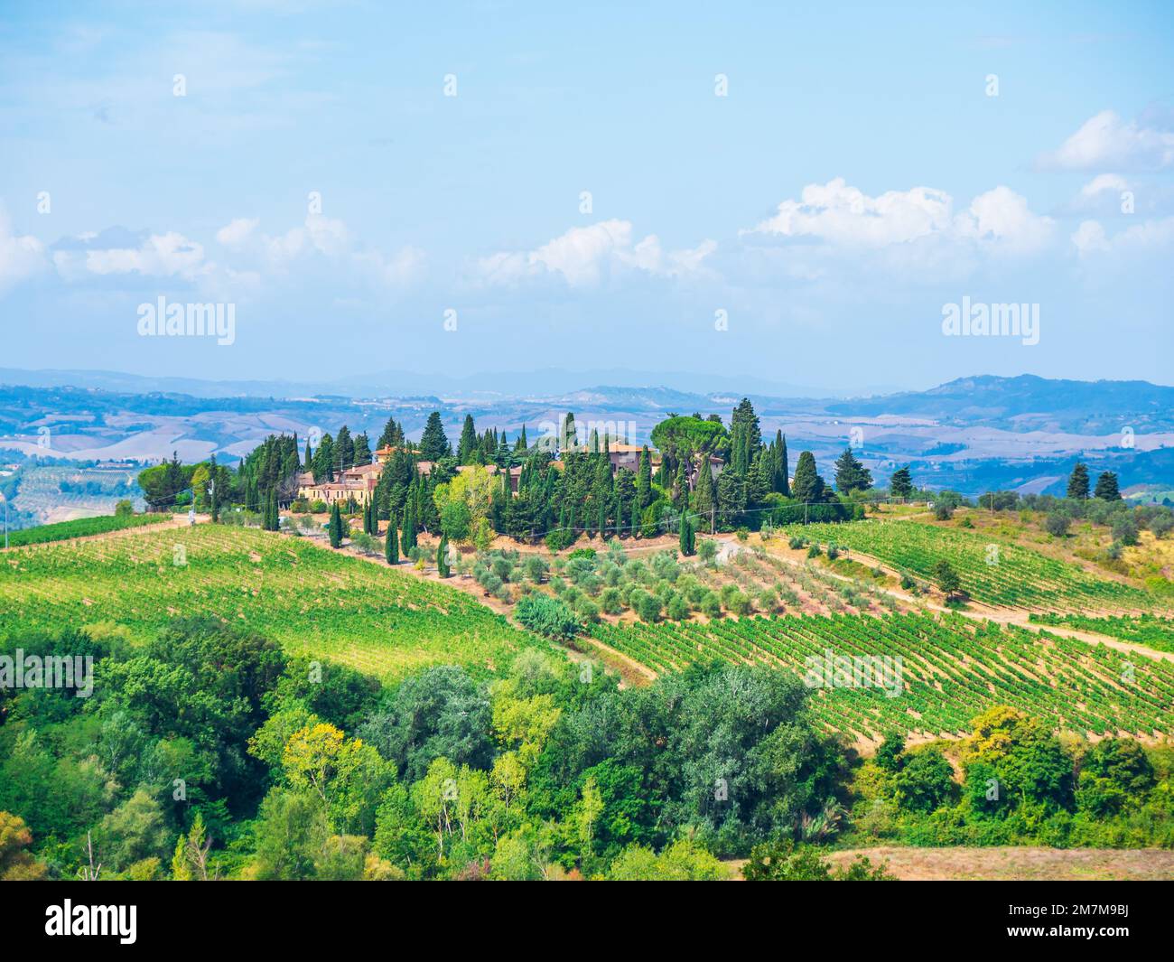 A wide field of grape plantation in the vineyard Stock Photo - Alamy