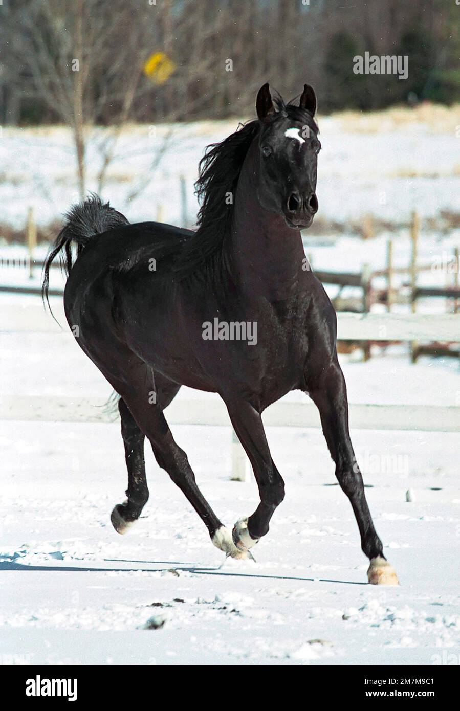 Huntersville, NC, USA. 30th Nov, 2008. A Stallion romps around in the ...