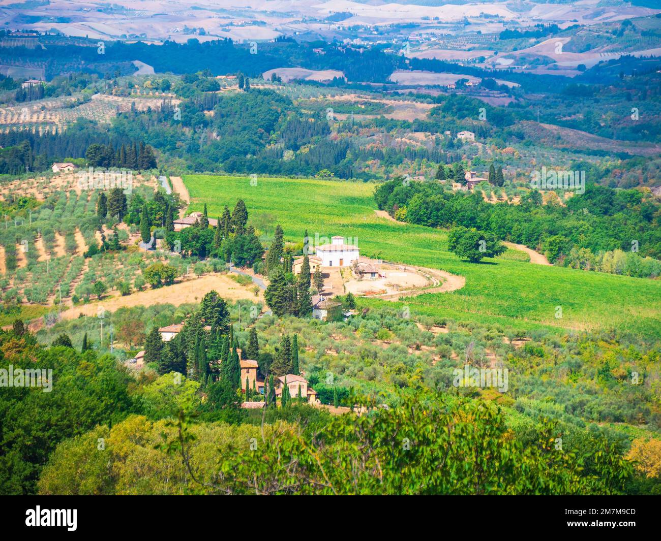 A wide field of grape plantation in the vineyard Stock Photo - Alamy