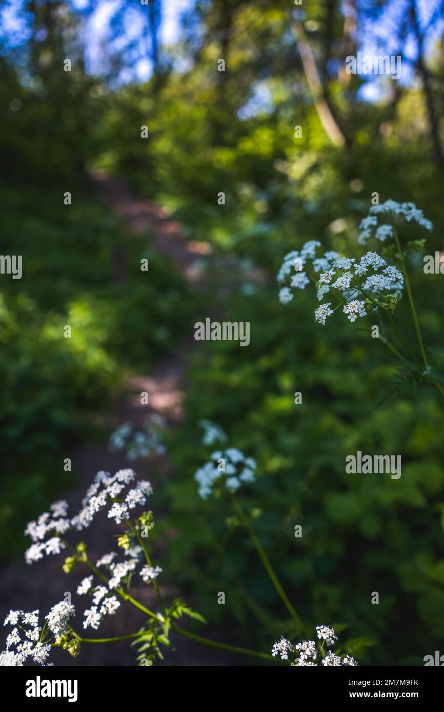White flowers along a forrest path Stock Photo - Alamy