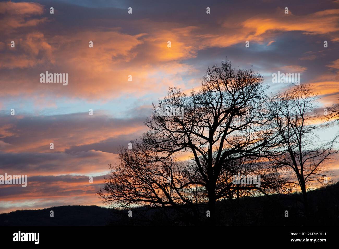 Tree silhouette at orange sunset landscape Stock Photo - Alamy