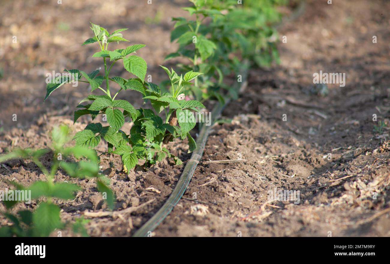 Young raspberry bushes grow in a row under drip irrigation in the ...