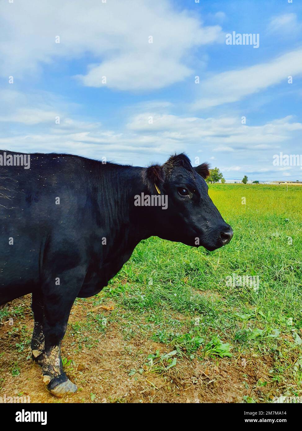 A vertical closeup of a black Angus cow in the green field Stock Photo ...