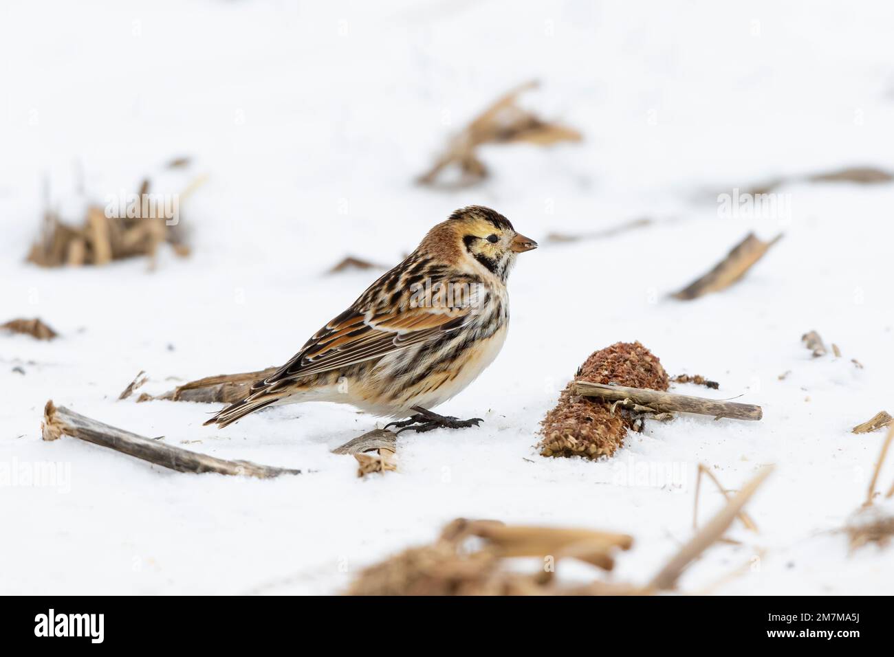 01559-00104 Lapland Longspur (Calcarius lapponicus) in snowy corn field ...