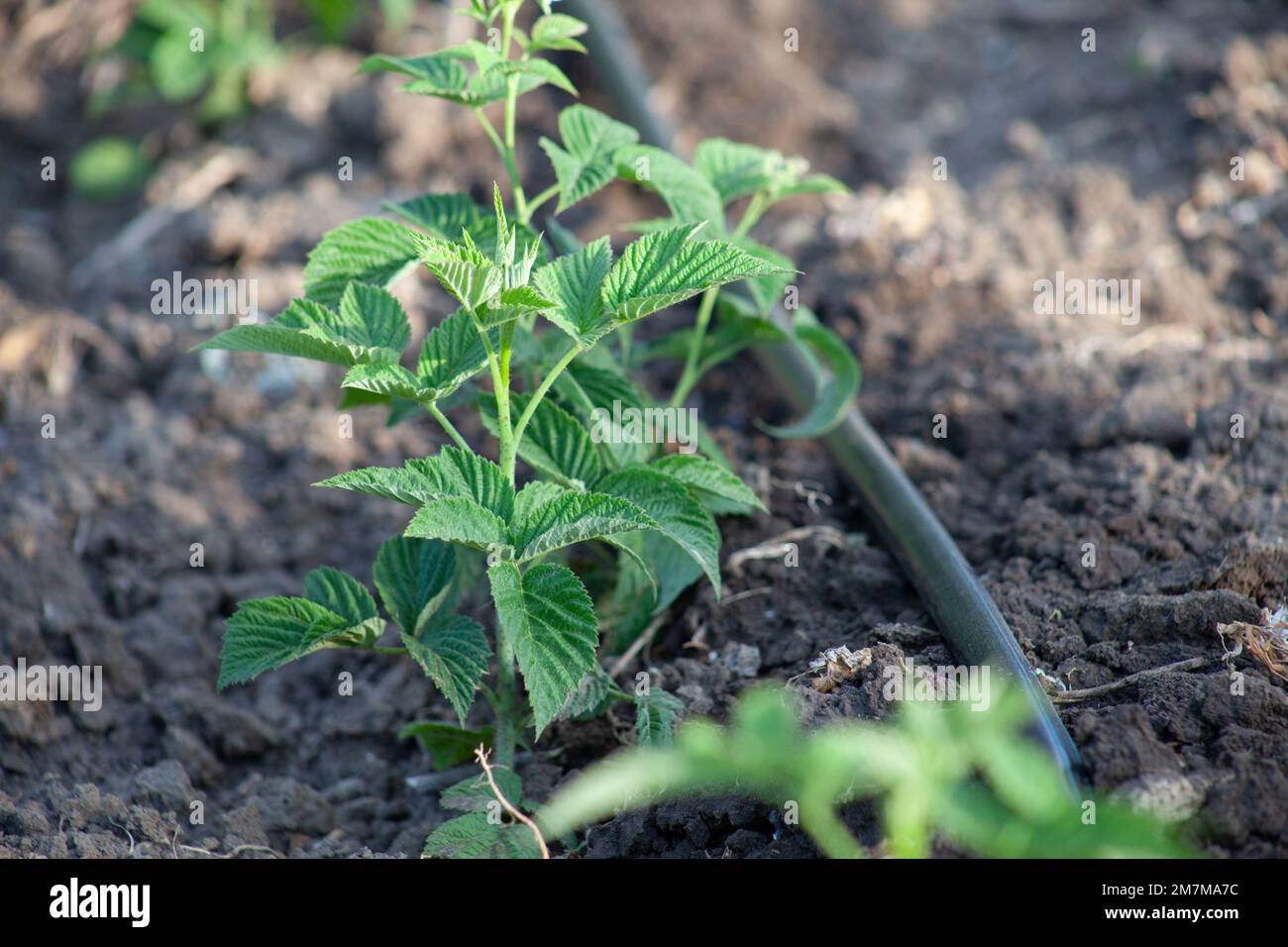 A sprig of a young raspberry bush sprouted in the soil. Green fresh ...