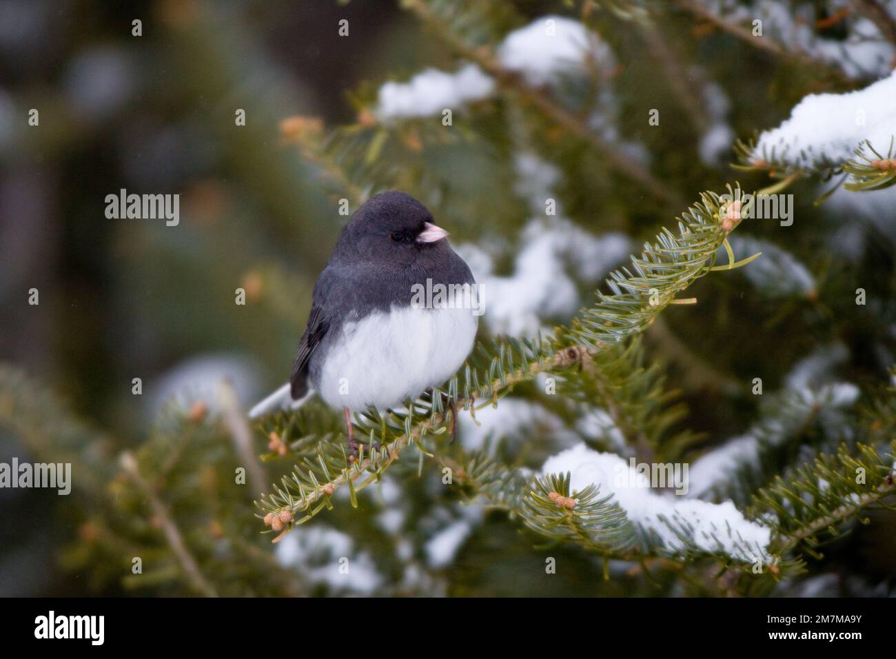 01569-01509 Dark-eyed Junco (Junco hyemalis) in spruce tree in winter ...