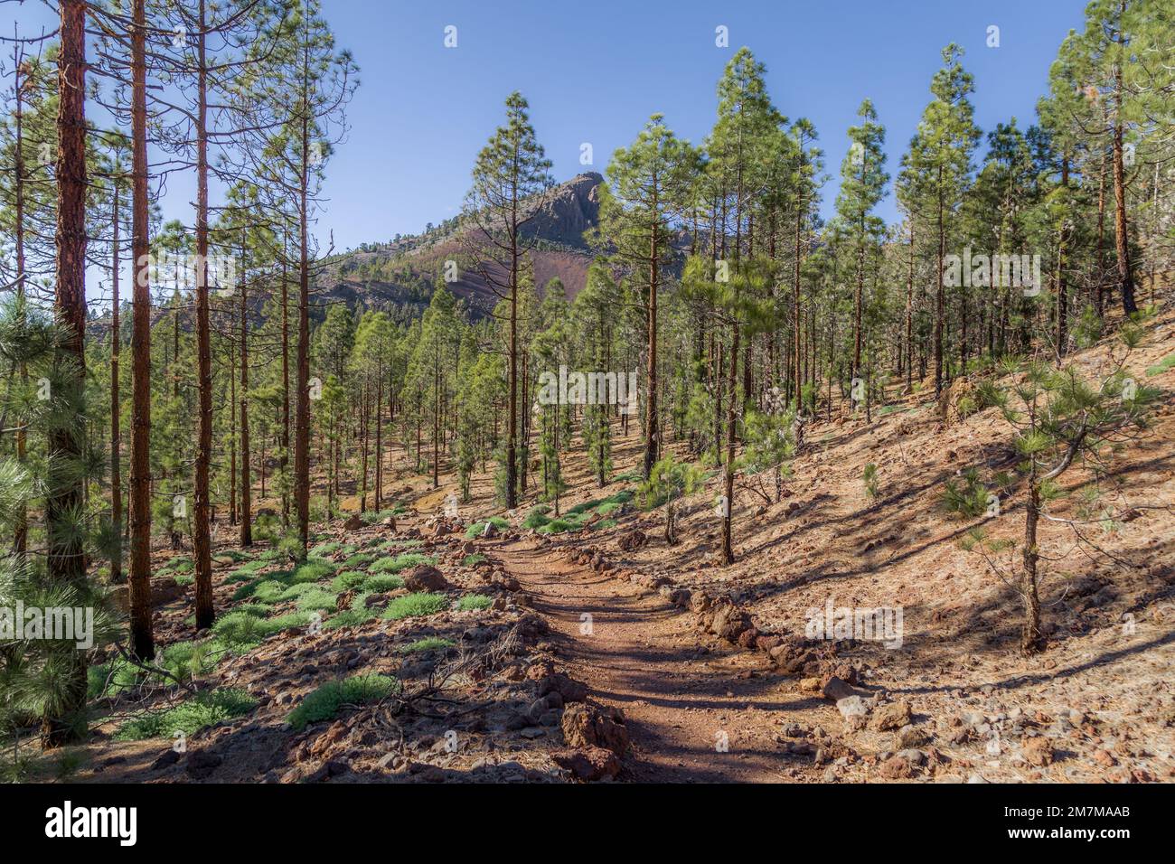 Clearly marked trail with orange soil and igneous rocks, with green ...