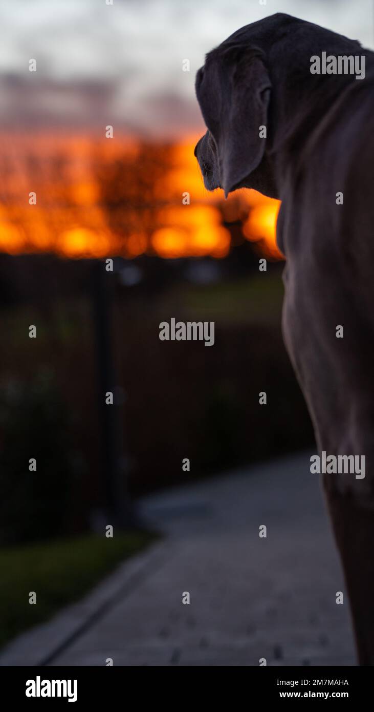 A black dog looking at the golden red sunset Stock Photo - Alamy