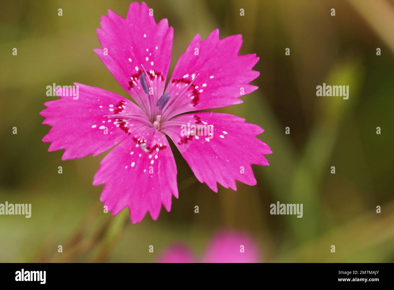 Detailed closeup on the bright purple flower of a Carnation meadow ...