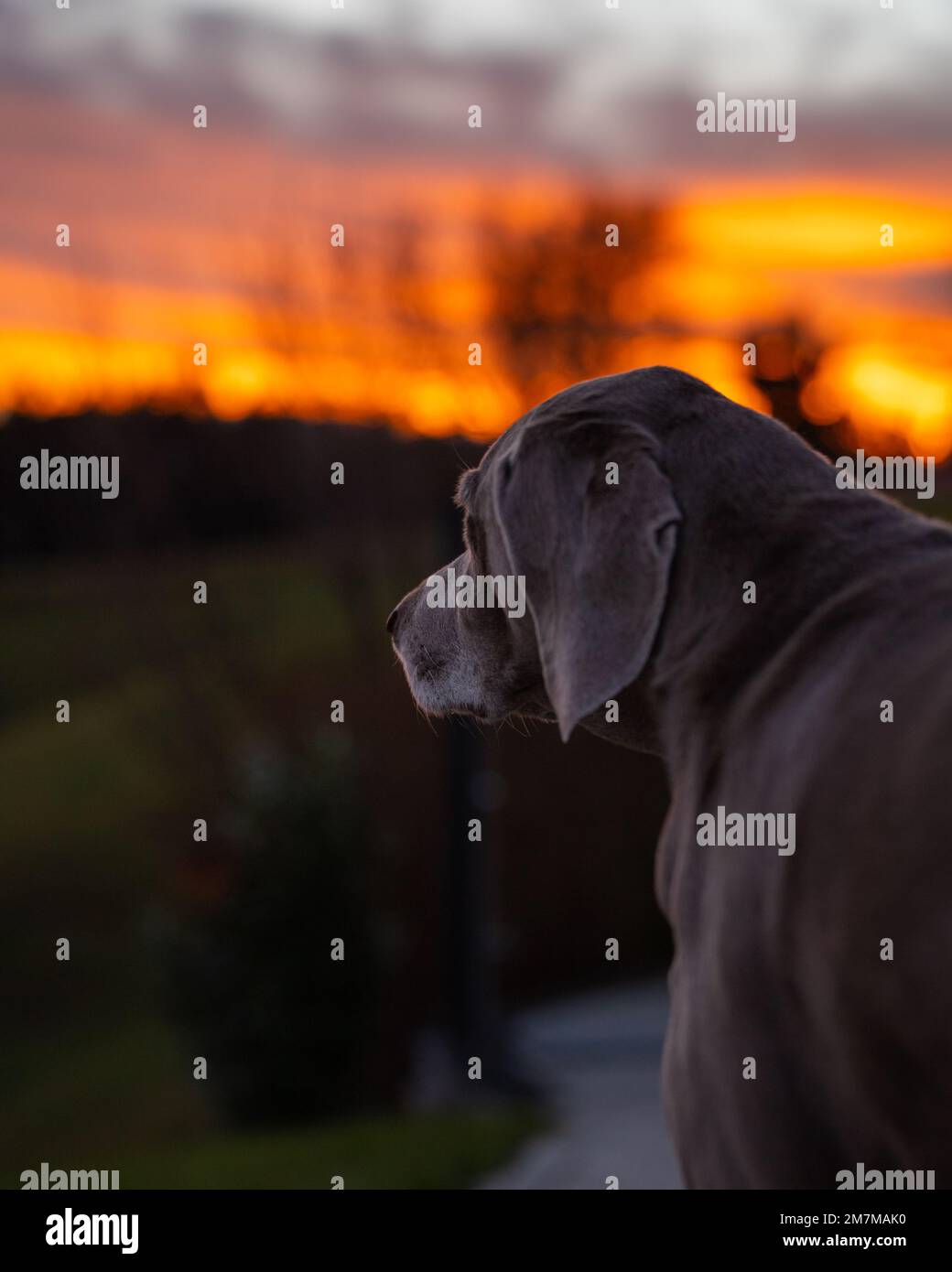 A black dog looking at the golden red sunset Stock Photo - Alamy